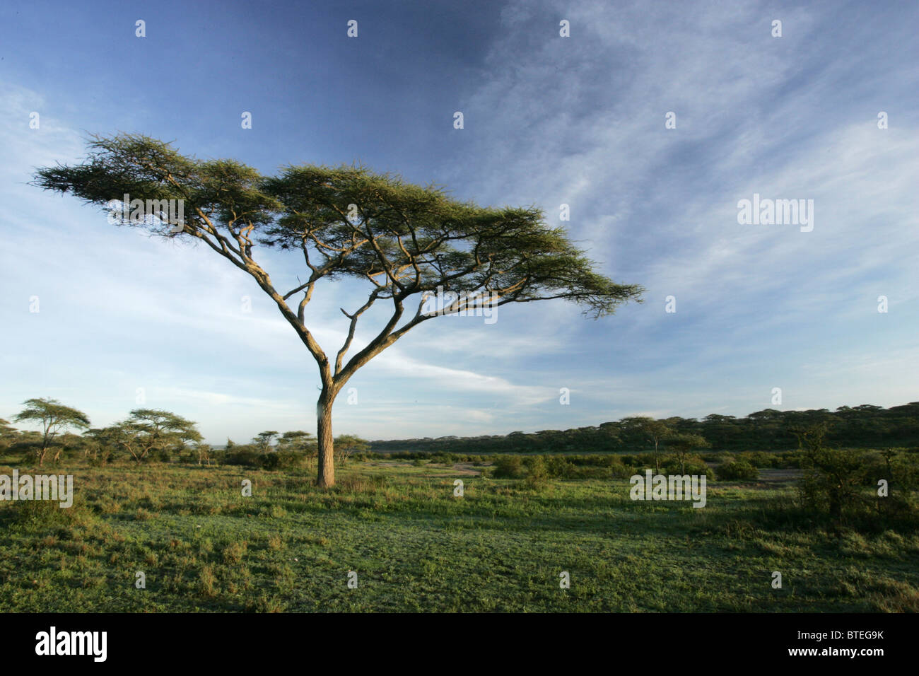 Landscape and lone flat-topped tree Stock Photo - Alamy