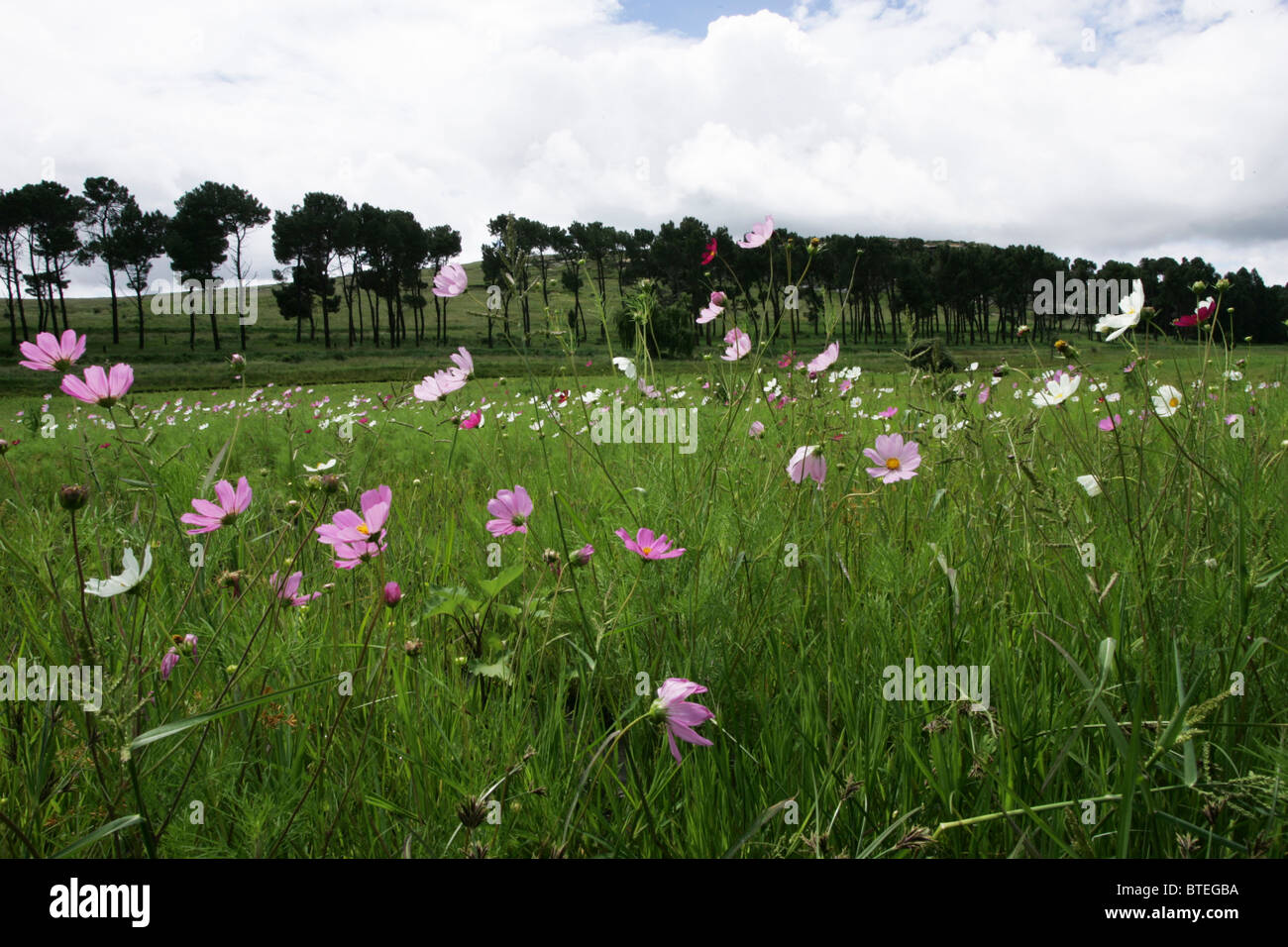 South african wild cosmos flowers hi-res stock photography and images ...
