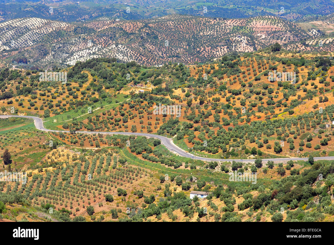 Olive trees. Landscape near Olvera. Olvera, Pueblos Blancos (´white ...