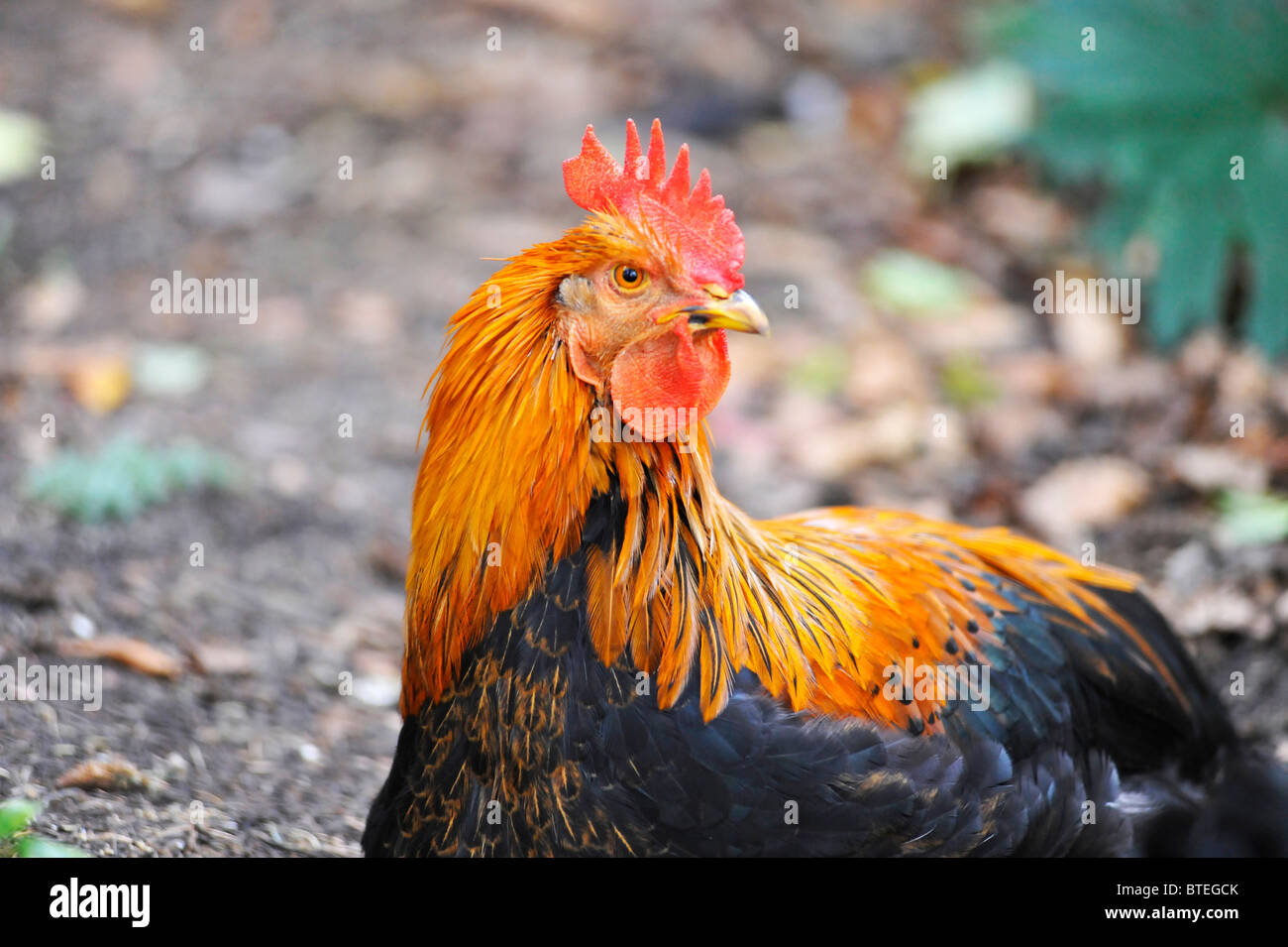 Chicken at Twycross Zoo Stock Photo - Alamy