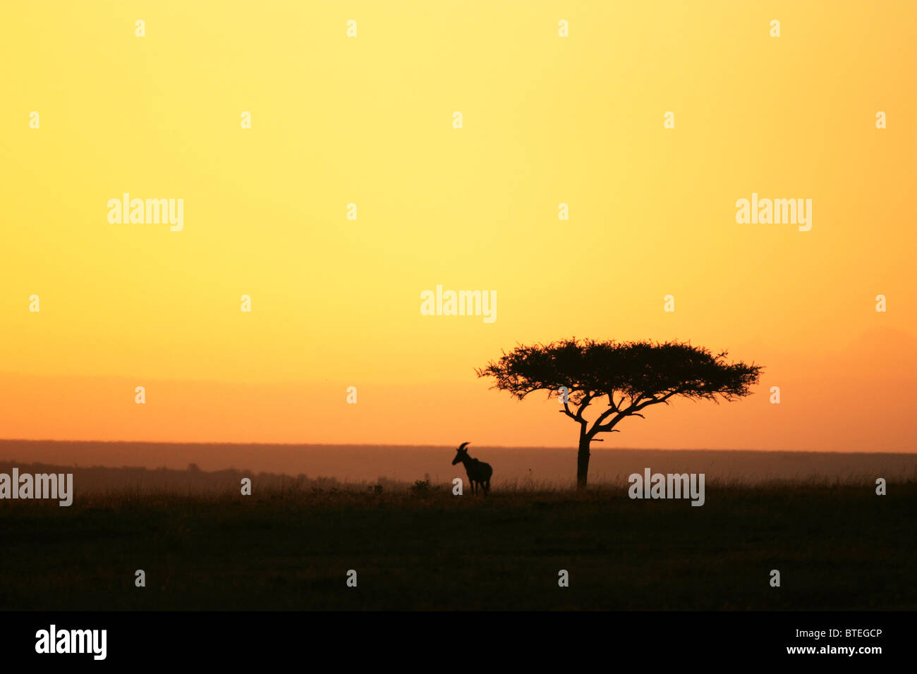 Black topi hi-res stock photography and images - Alamy