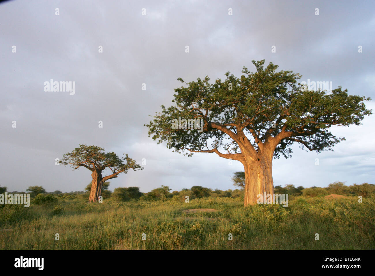 Two baobab trees hi-res stock photography and images - Alamy