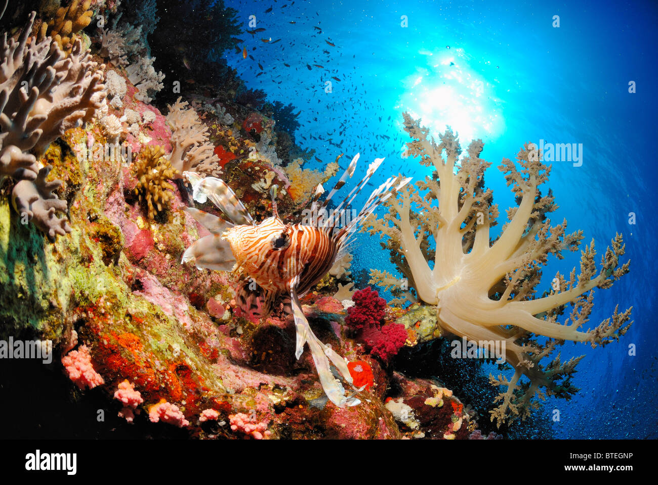 Colony of soft coral growing on a drop off, off Hamata coast, Egypt ...
