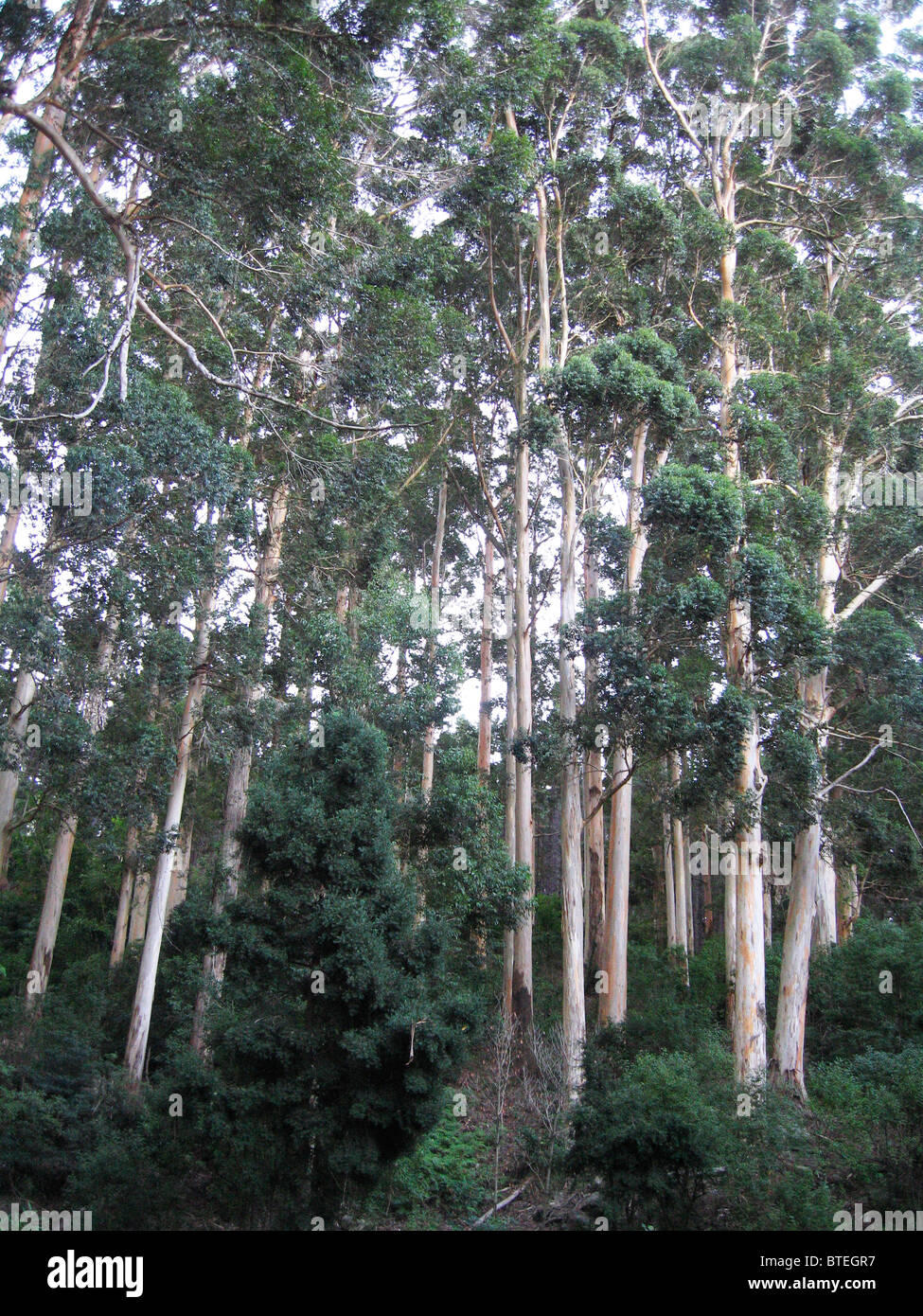 Eucalyptus trees africa hi-res stock photography and images - Alamy