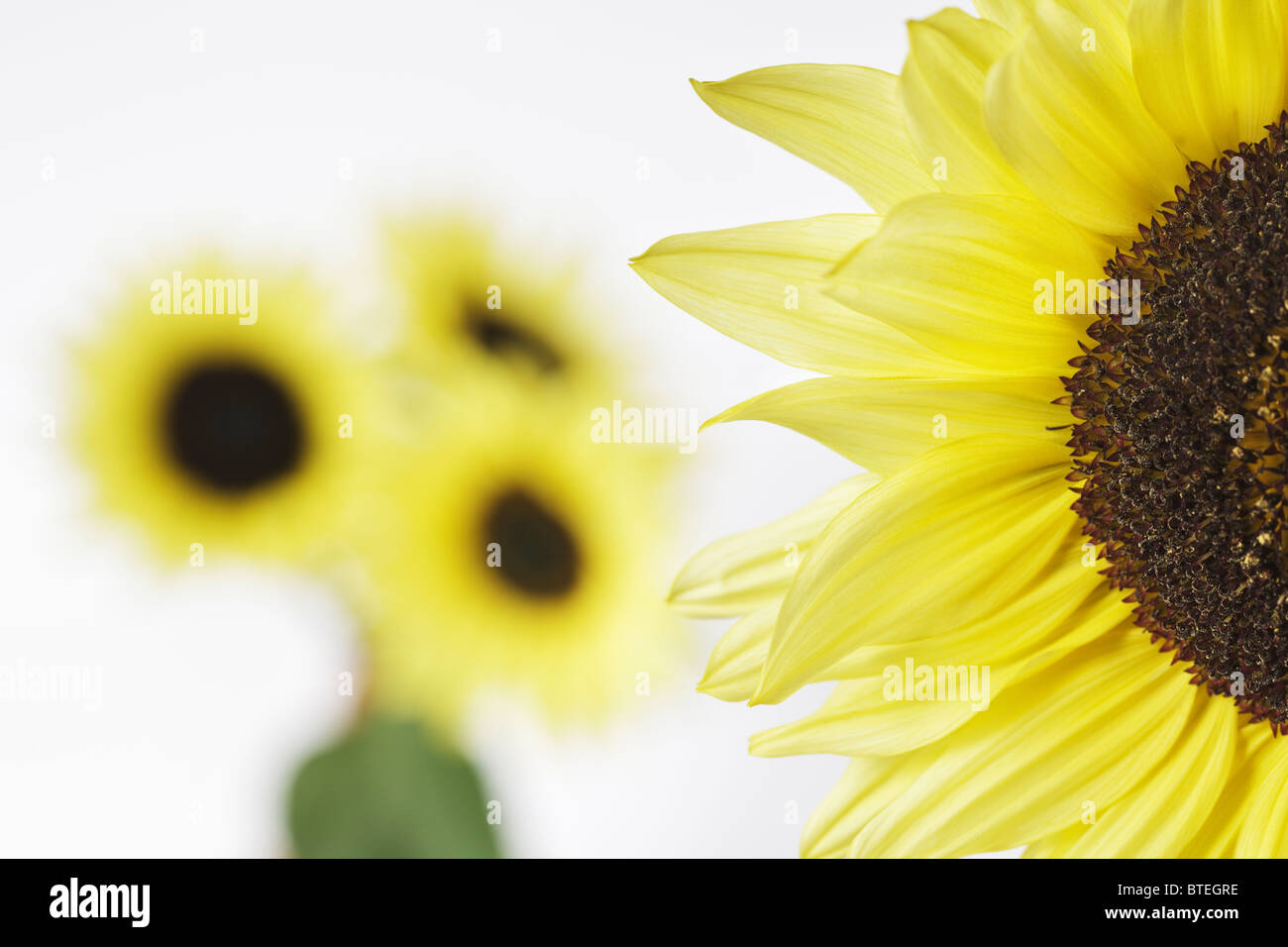 Sunflower close up and three blurred sunflowers in background Stock ...