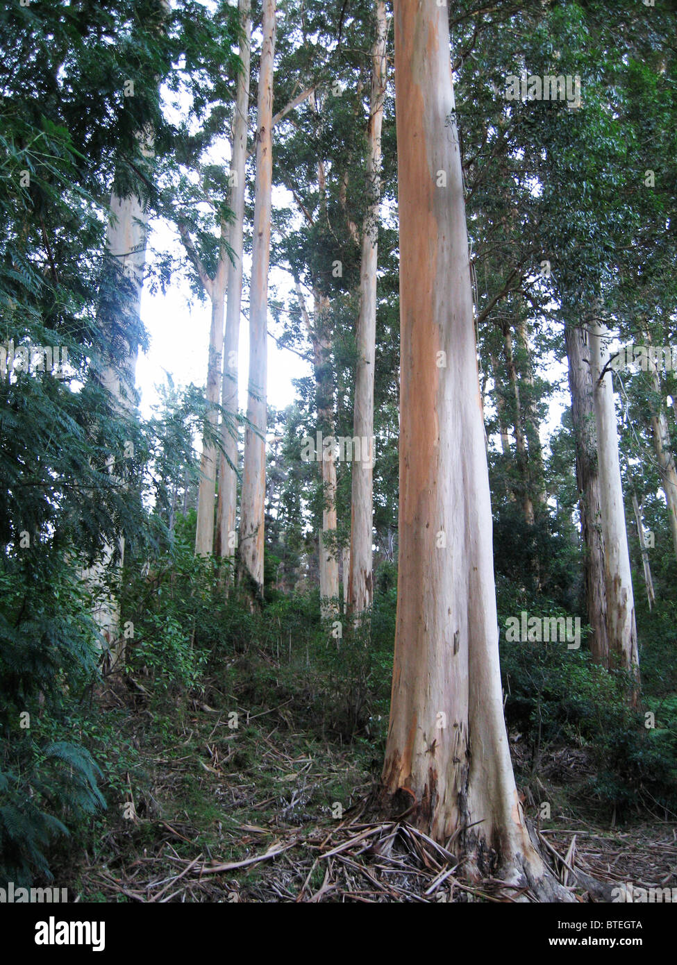 Blue gum hi-res stock photography and images - Alamy