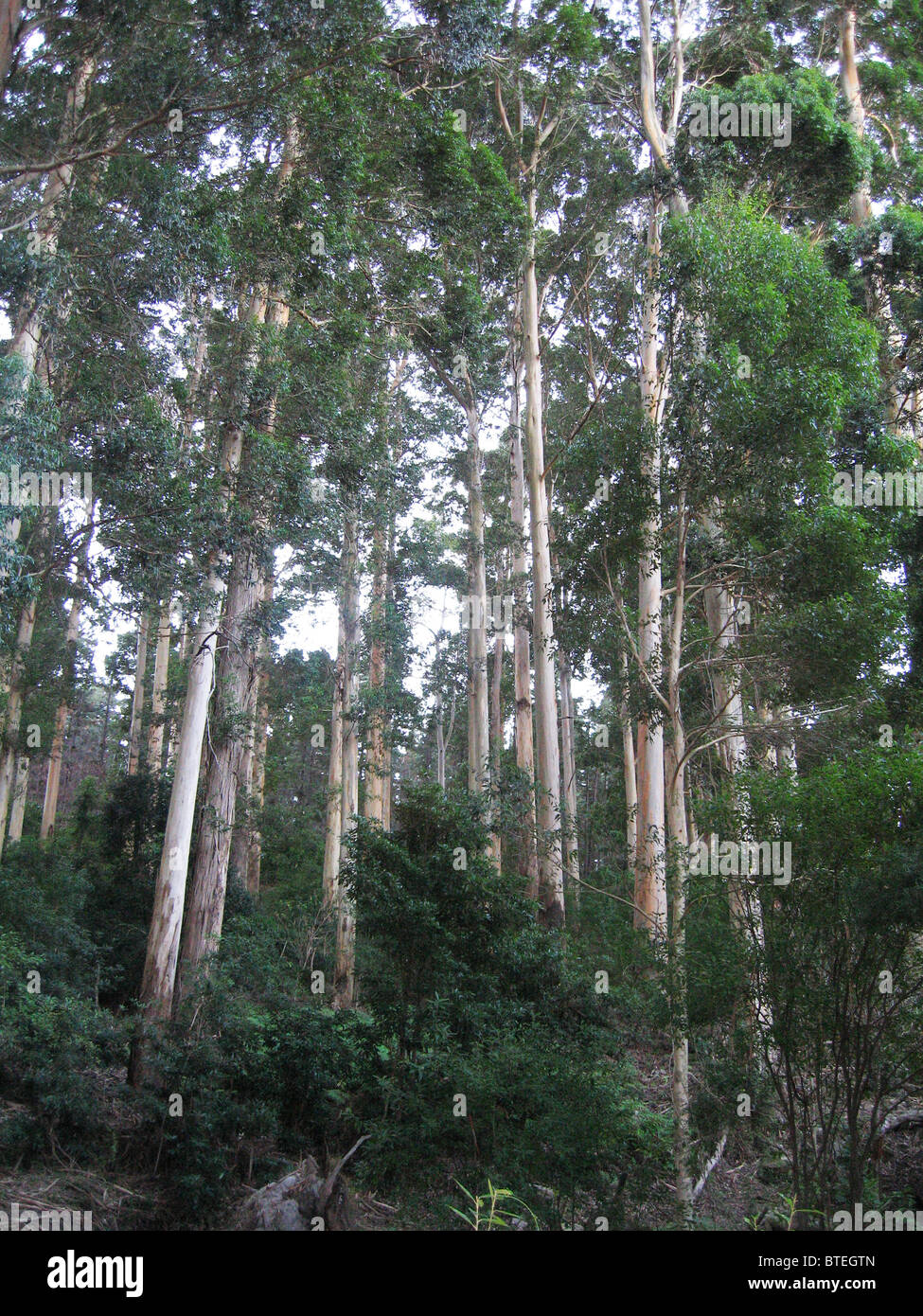 Blue Gum Trees High Resolution Stock Photography and Images - Alamy