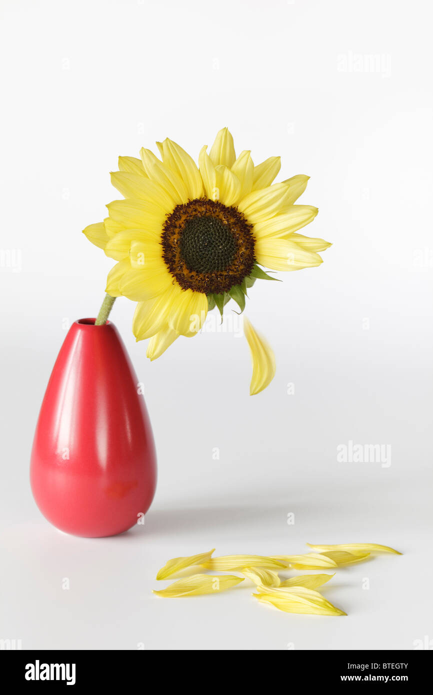 Sunflower with falling Petals Stock Photo - Alamy