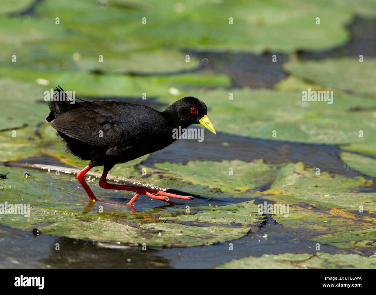 Black Crake feeding on aquatic life forms on lilly pads, Kruger Park ...