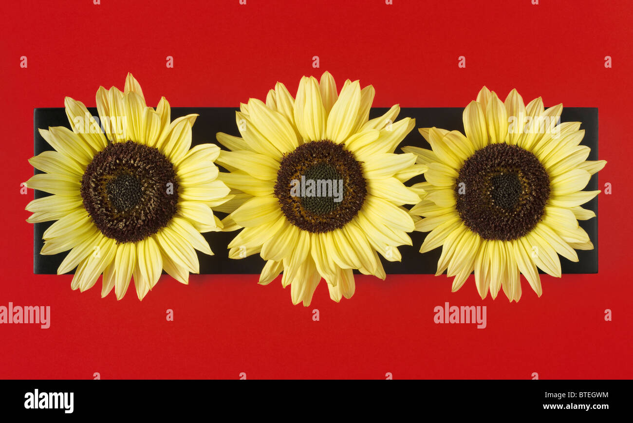 Sunflowers detail hi-res stock photography and images - Alamy
