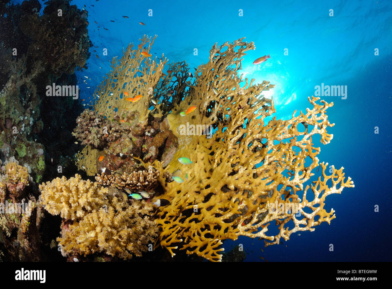 Zooxanthellae coral hi-res stock photography and images - Alamy