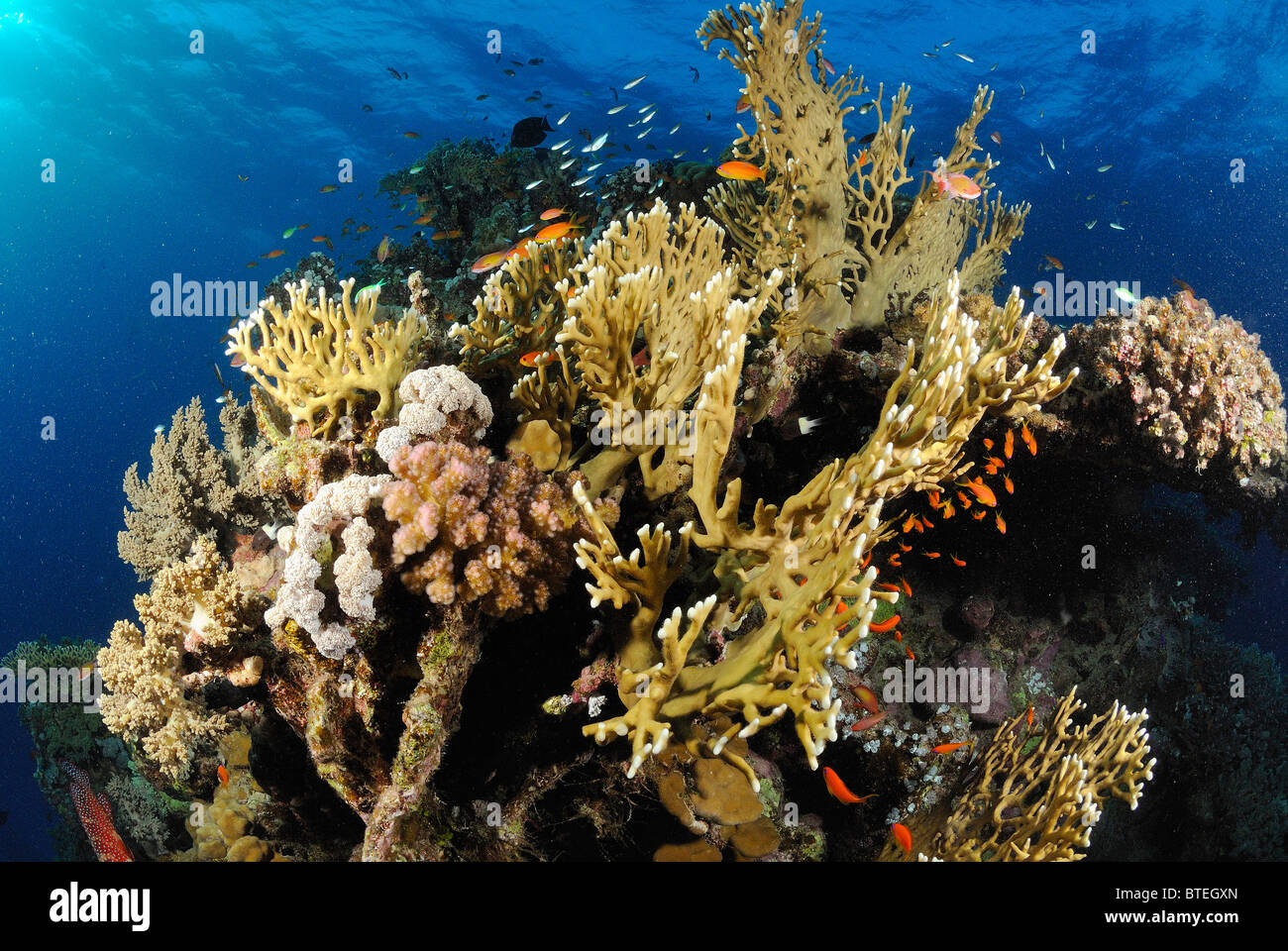 Colony of fire coral growing off Hamata coast, Egypt, Red Sea Stock ...