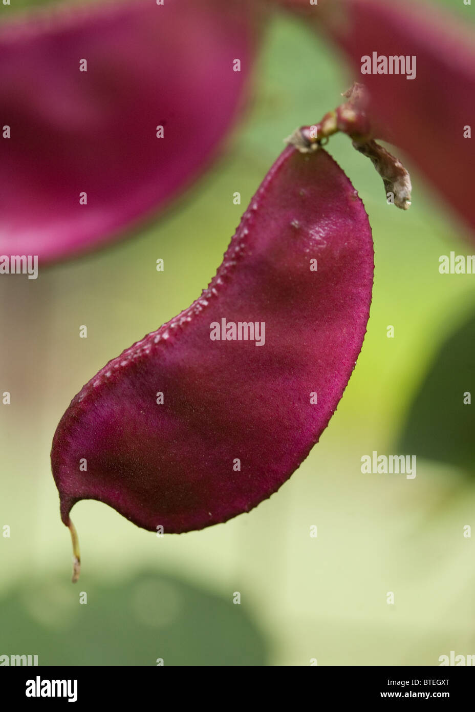 Garden pea plant seed pod hi-res stock photography and images - Alamy