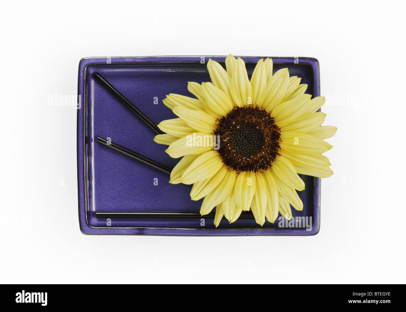 Sunflower on blue oblong dish Stock Photo - Alamy