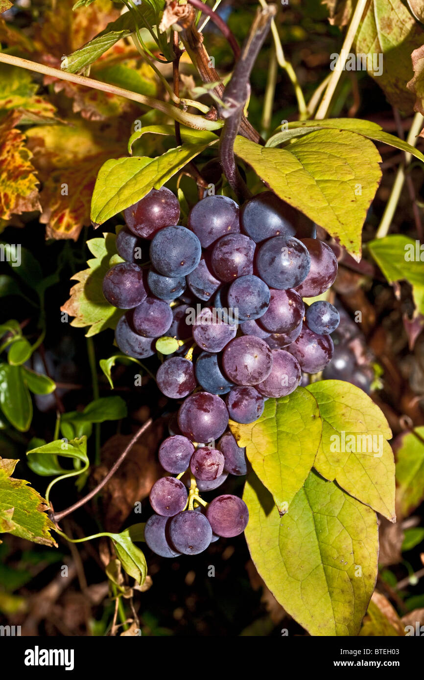Black grapes on the vine October 2010 Stock Photo - Alamy