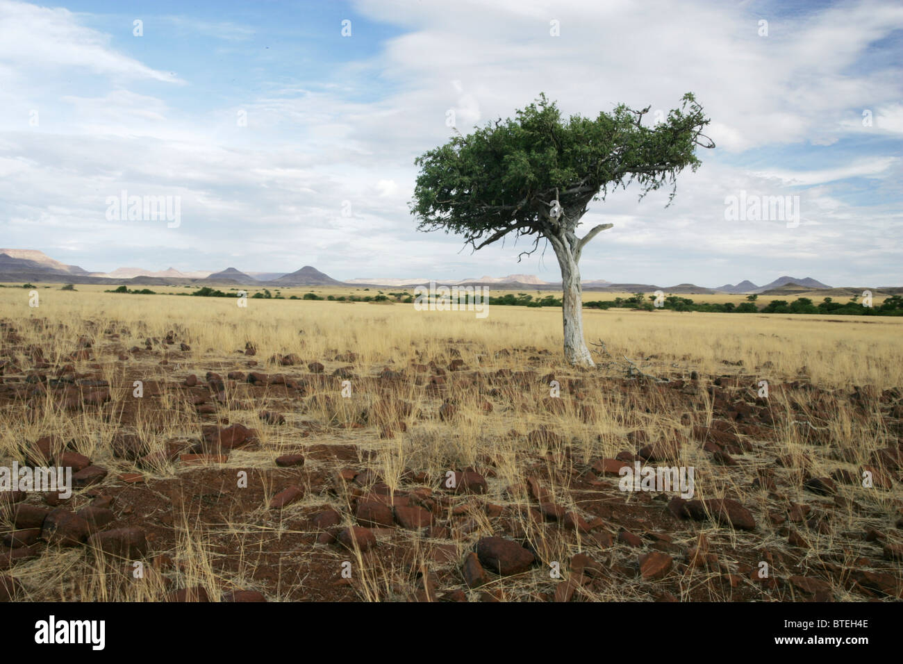 Shepherds tree on a vast open plain with hills in the distance Stock ...