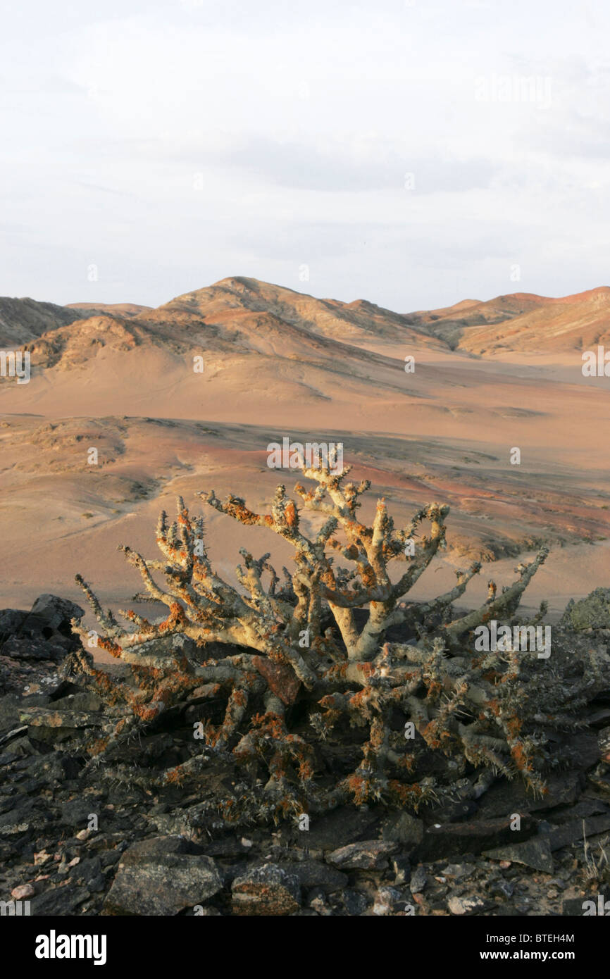 Desertscape view hi-res stock photography and images - Alamy
