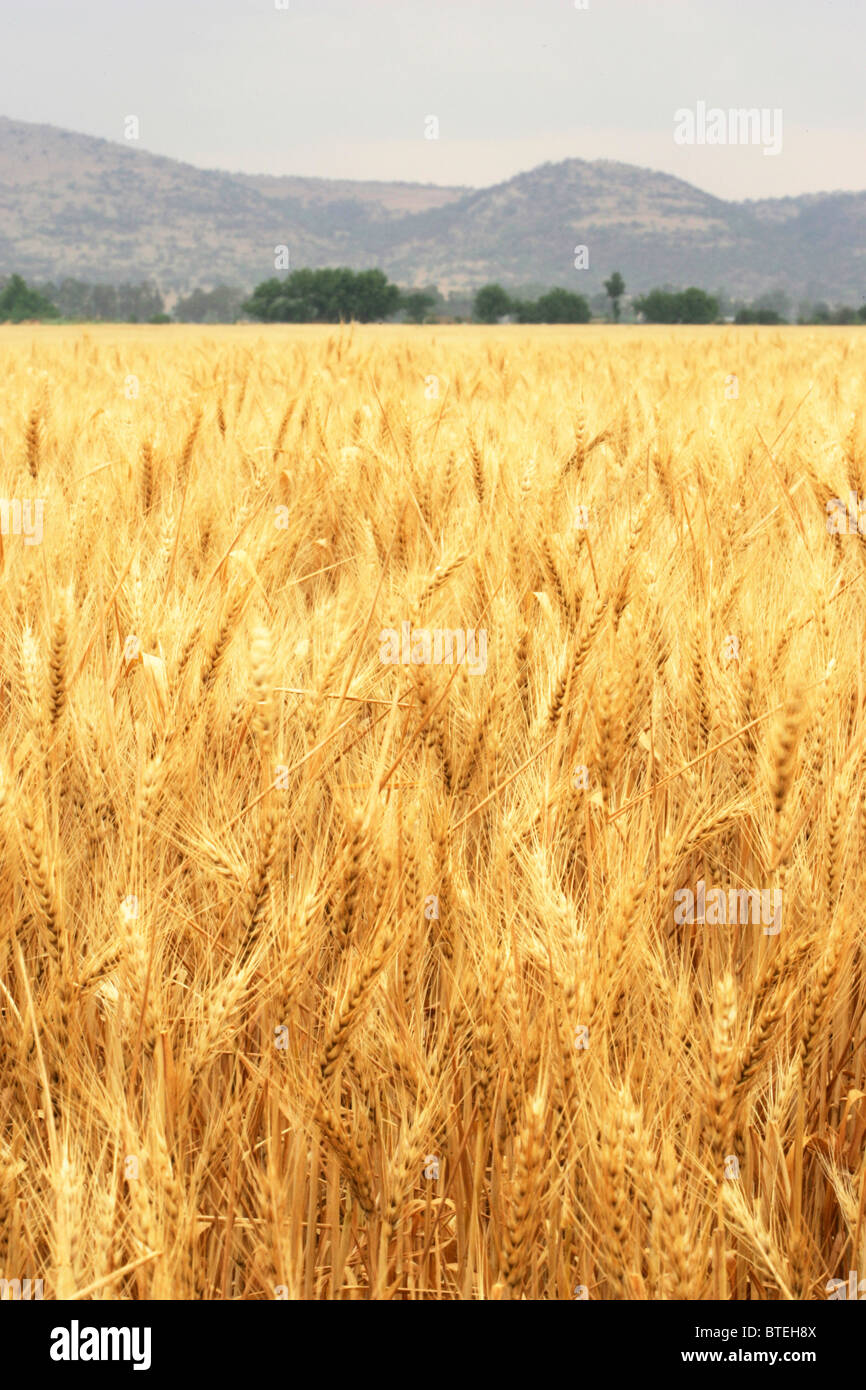Wheatfield crop hi-res stock photography and images - Alamy