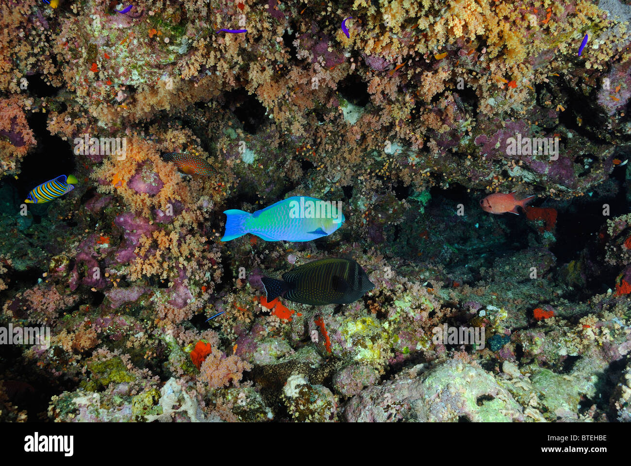 Colony of soft coral growing on a drop off, off Hamata coast, Egypt ...