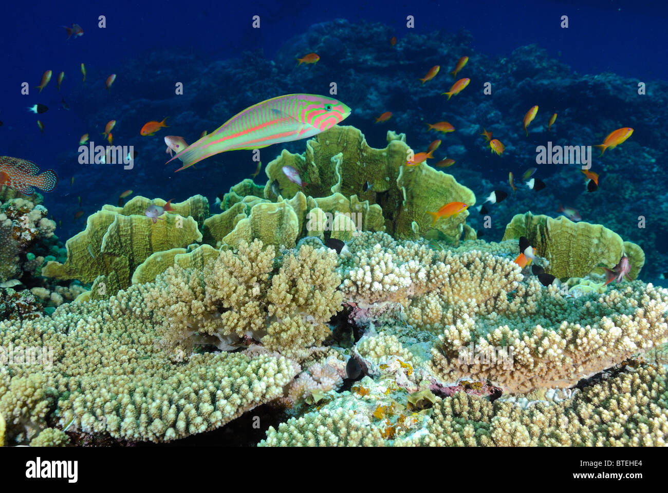 Klunzinger's wrasse off Hamata coast, Egypt, Red Sea Stock Photo - Alamy