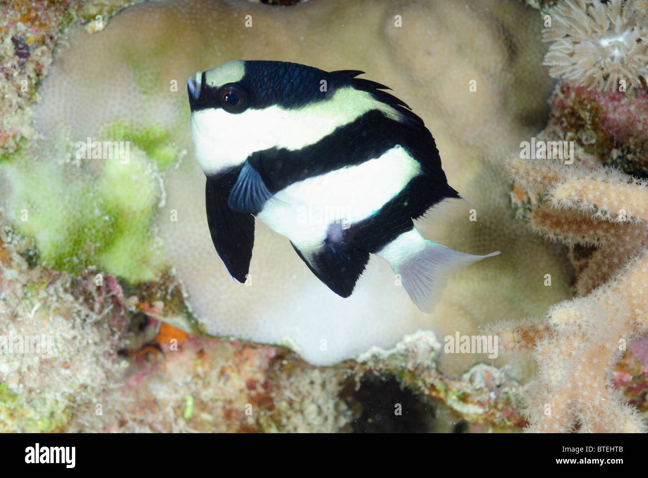 Humbug dascyllus fish hi-res stock photography and images - Alamy