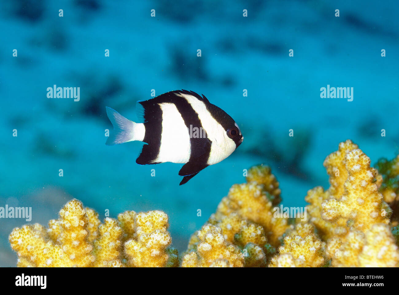 Egypt fish hatch hi-res stock photography and images - Alamy