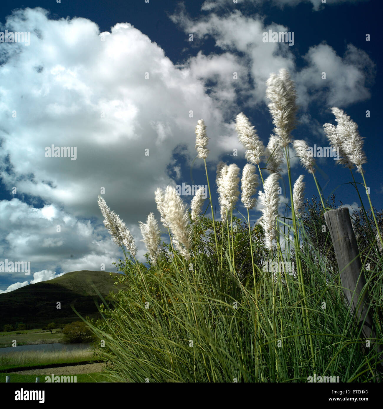 Close-up of long grasses with feathery seed-heads at the roadside with ...