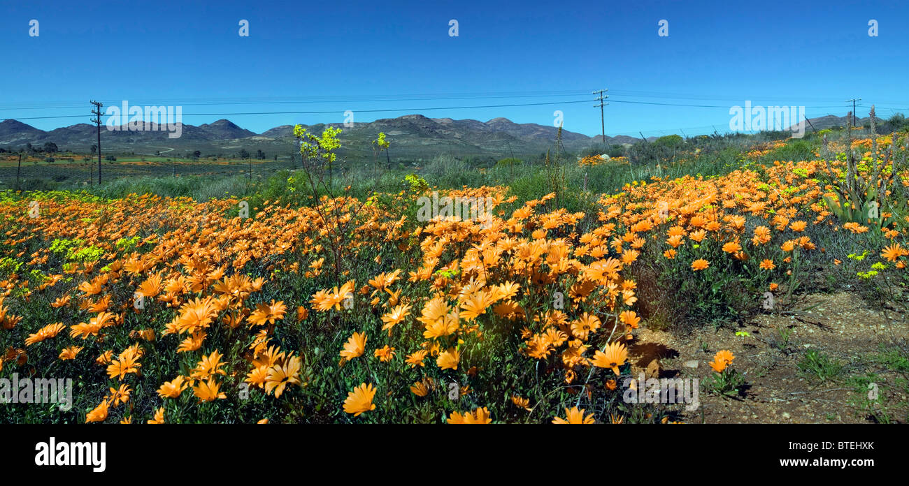 Kamieskroon hi-res stock photography and images - Alamy