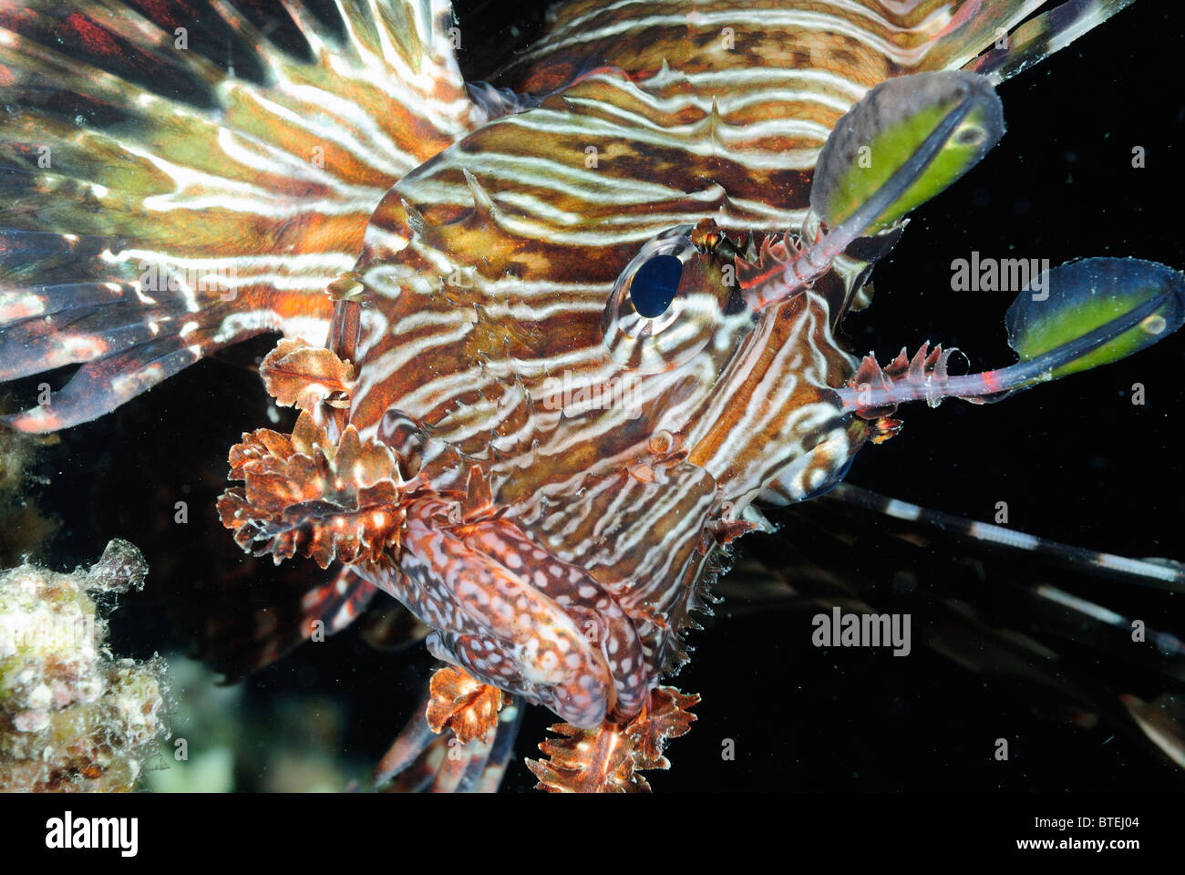 Red firefish off hamata coast hi-res stock photography and images - Alamy