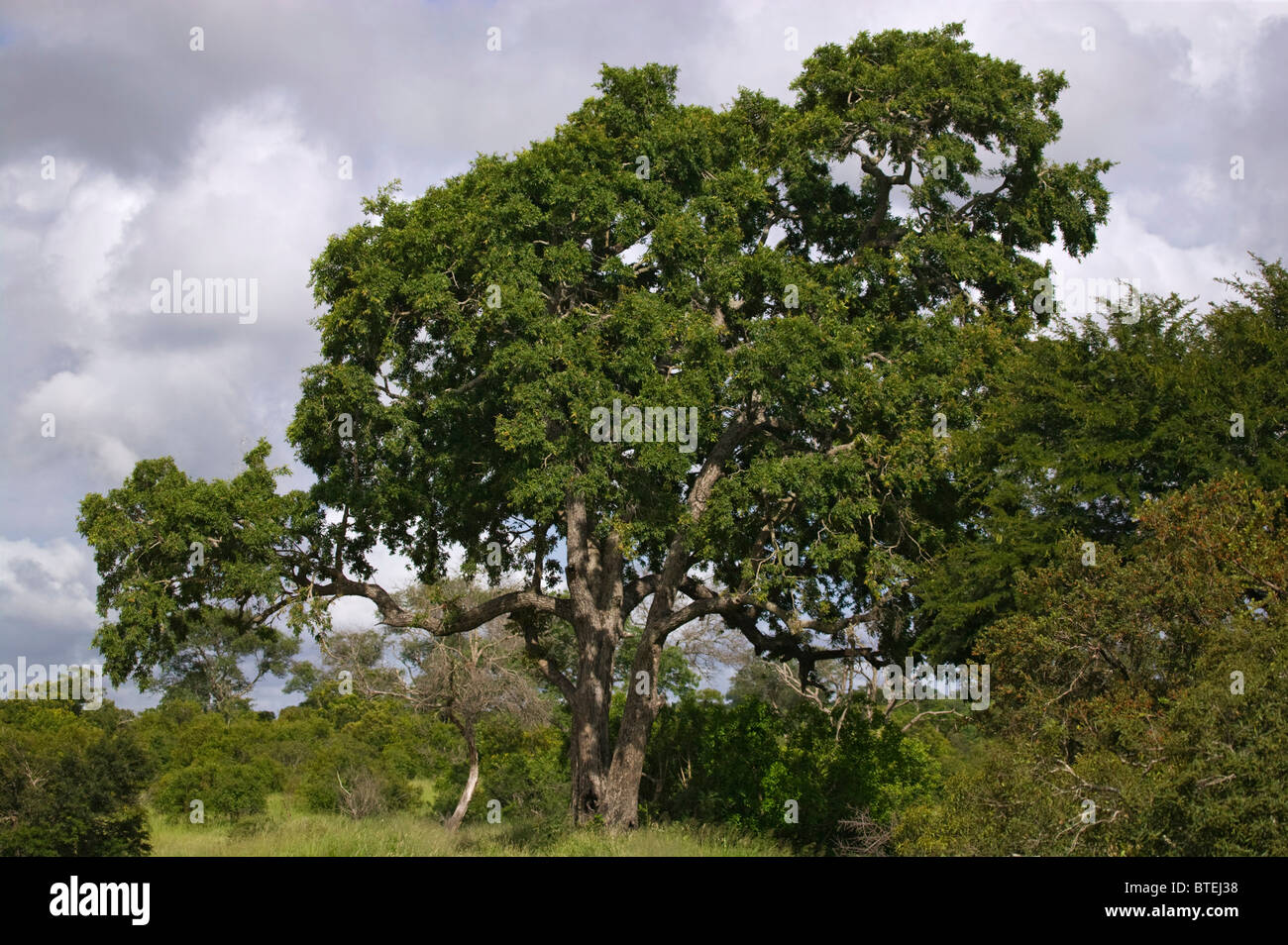Jackalberry tree hi-res stock photography and images - Alamy