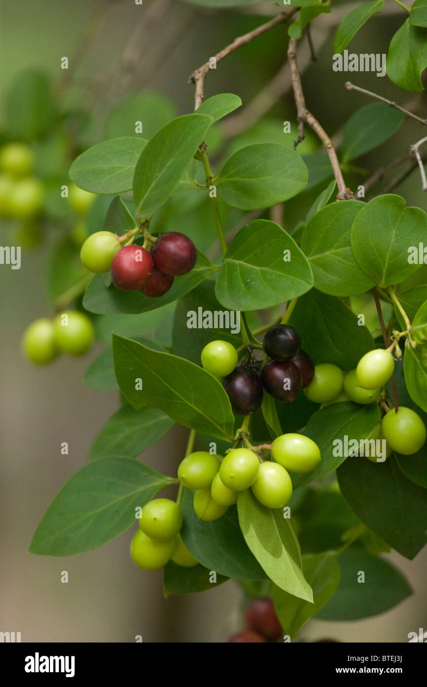 Simple spined num num (Carissa edulis) with fruit Stock Photo - Alamy