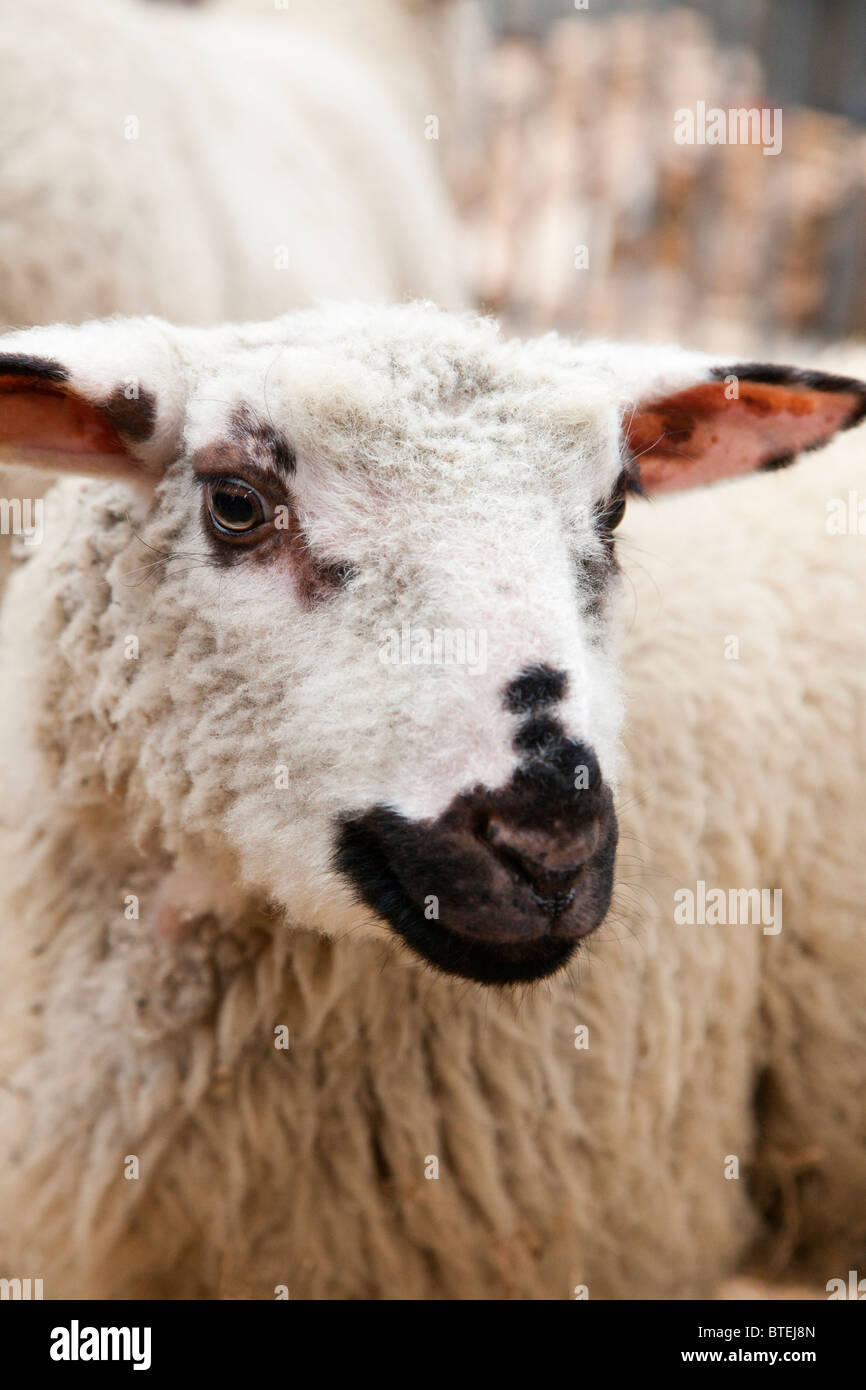 Sheep looking to camera hi-res stock photography and images - Alamy