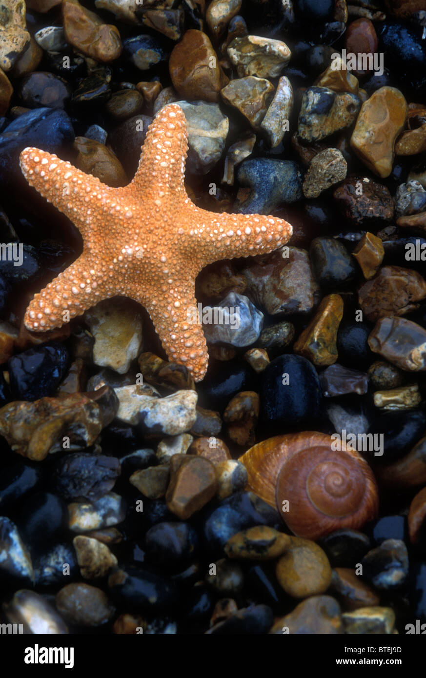 Starfish wildlife hi-res stock photography and images - Alamy