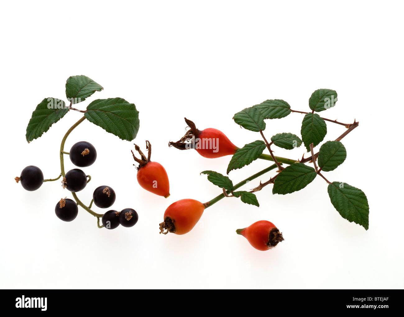 Black rosehips hi-res stock photography and images - Alamy