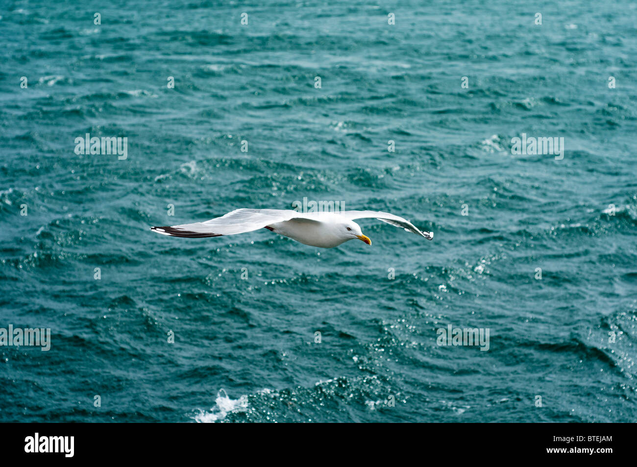 seagull flying over water Stock Photo - Alamy