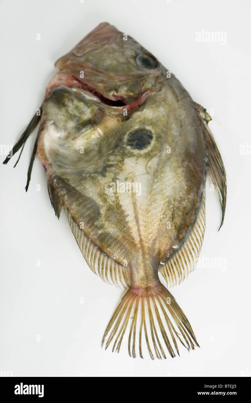 Fresh raw John Dory fish (zeus faber Stock Photo - Alamy