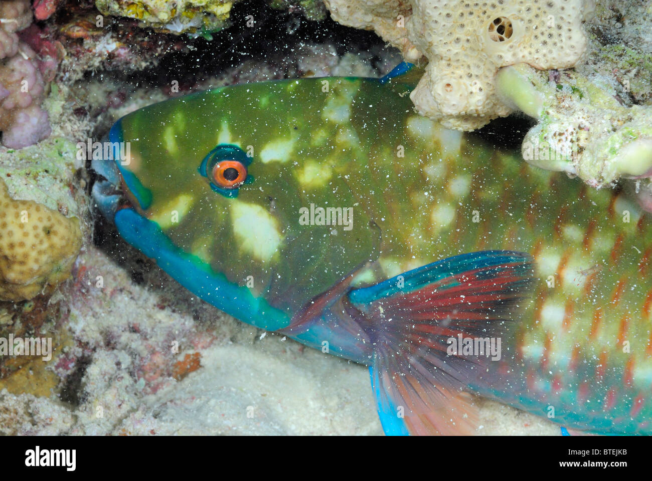 Red sea parrotfish hi-res stock photography and images - Alamy
