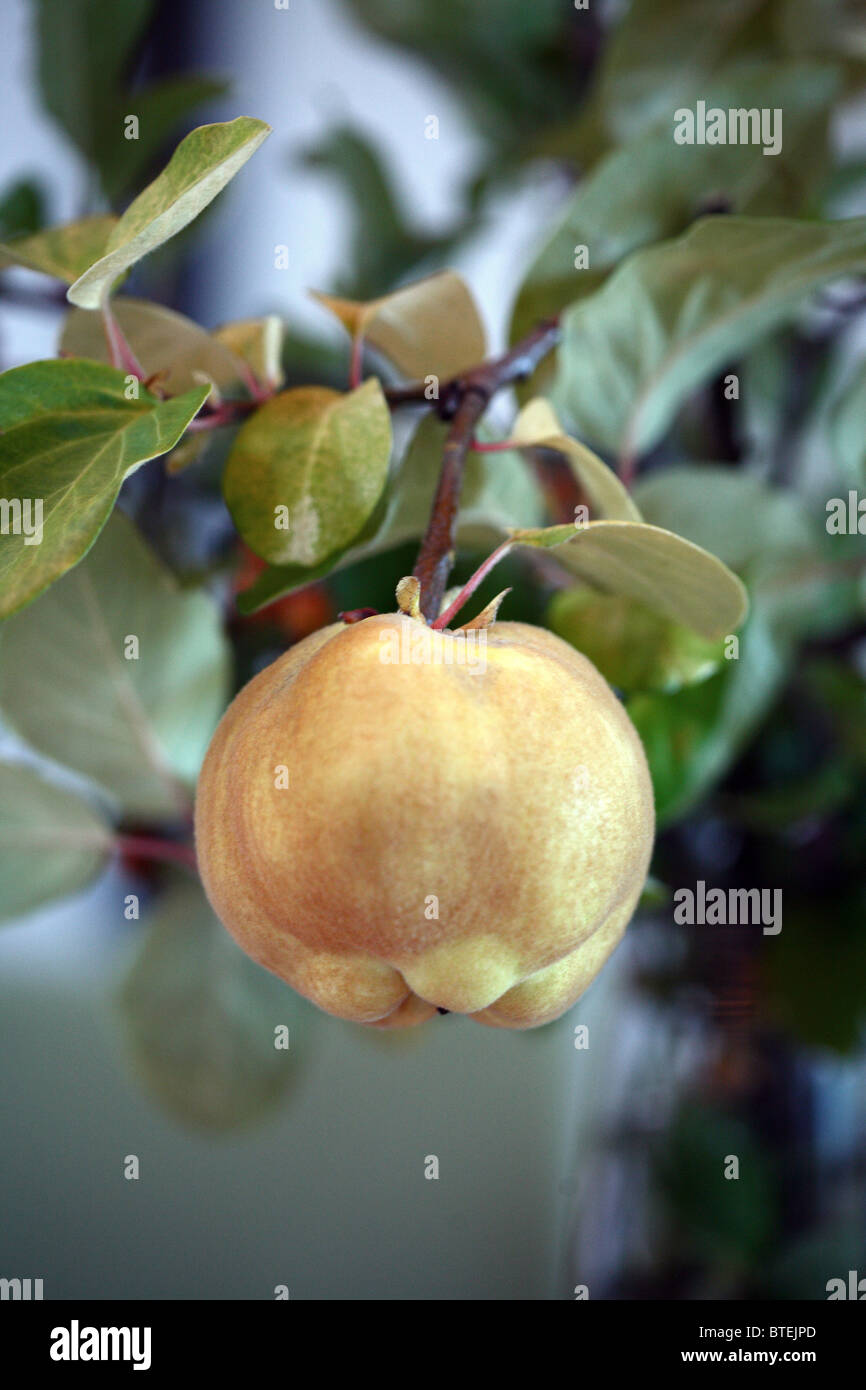 Quince with leaves hi-res stock photography and images - Alamy