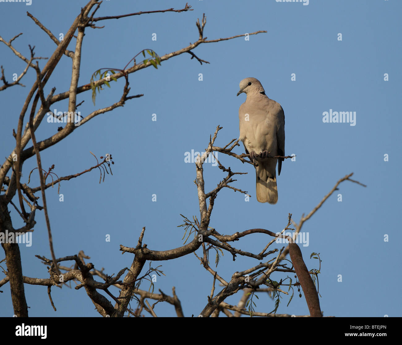 Turtle dove in a tree hi-res stock photography and images - Alamy