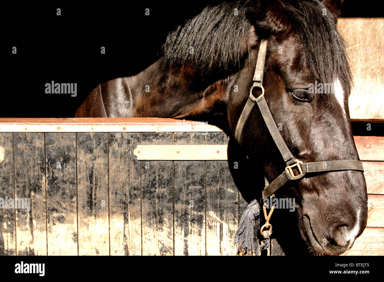 Sad horse stables uk hi-res stock photography and images - Alamy