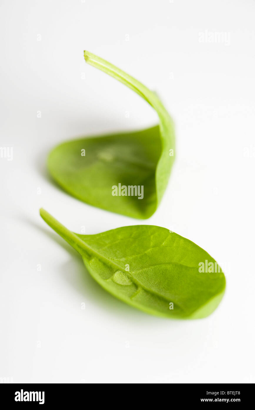 Baby leaf spinach cut out hi-res stock photography and images - Alamy