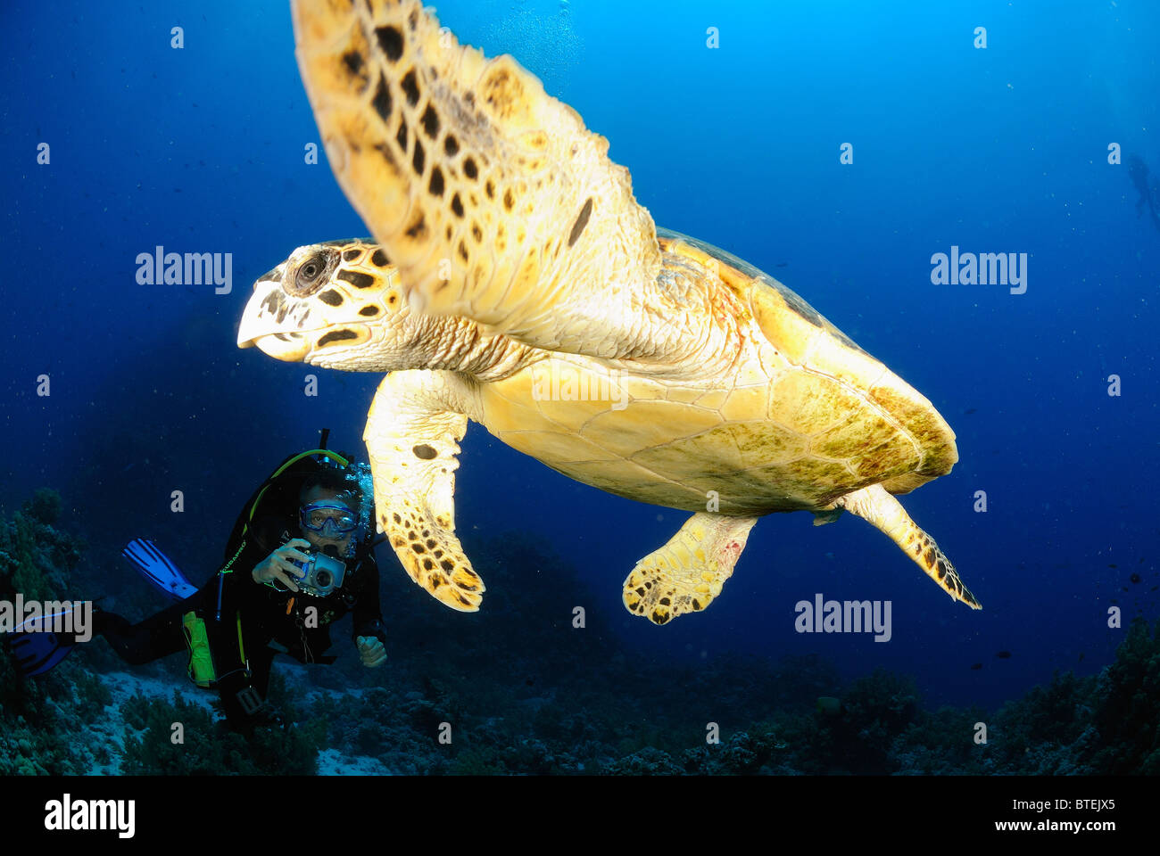 Measuring sea turtle hi-res stock photography and images - Alamy