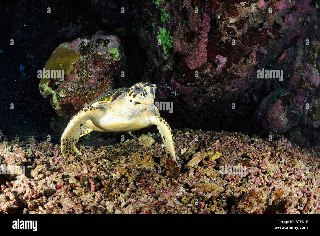 Measuring sea turtle hi-res stock photography and images - Alamy