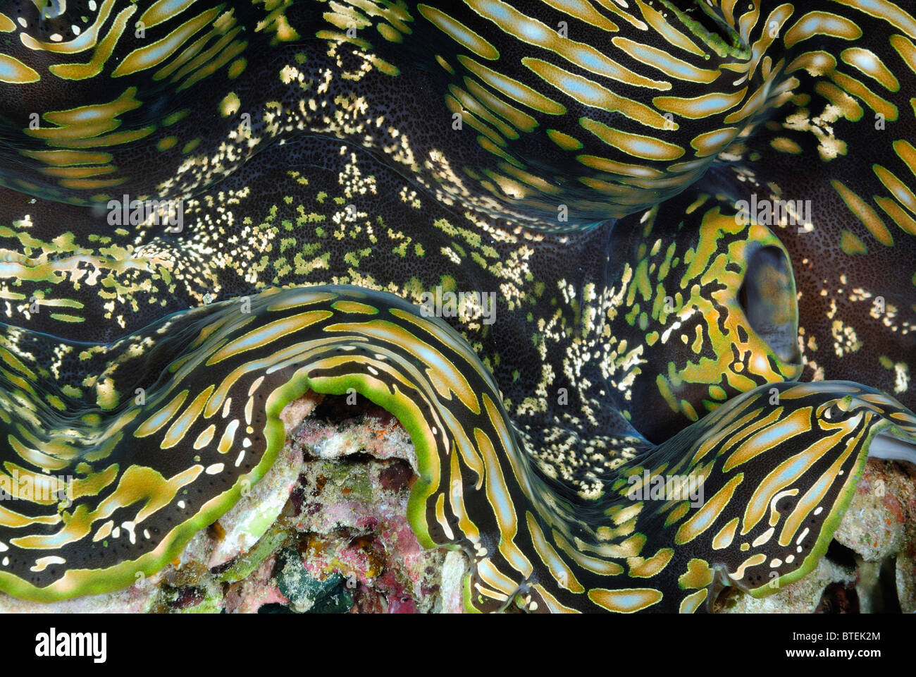 Giant clam off Hamata coast, Egypt, Red Sea Stock Photo - Alamy
