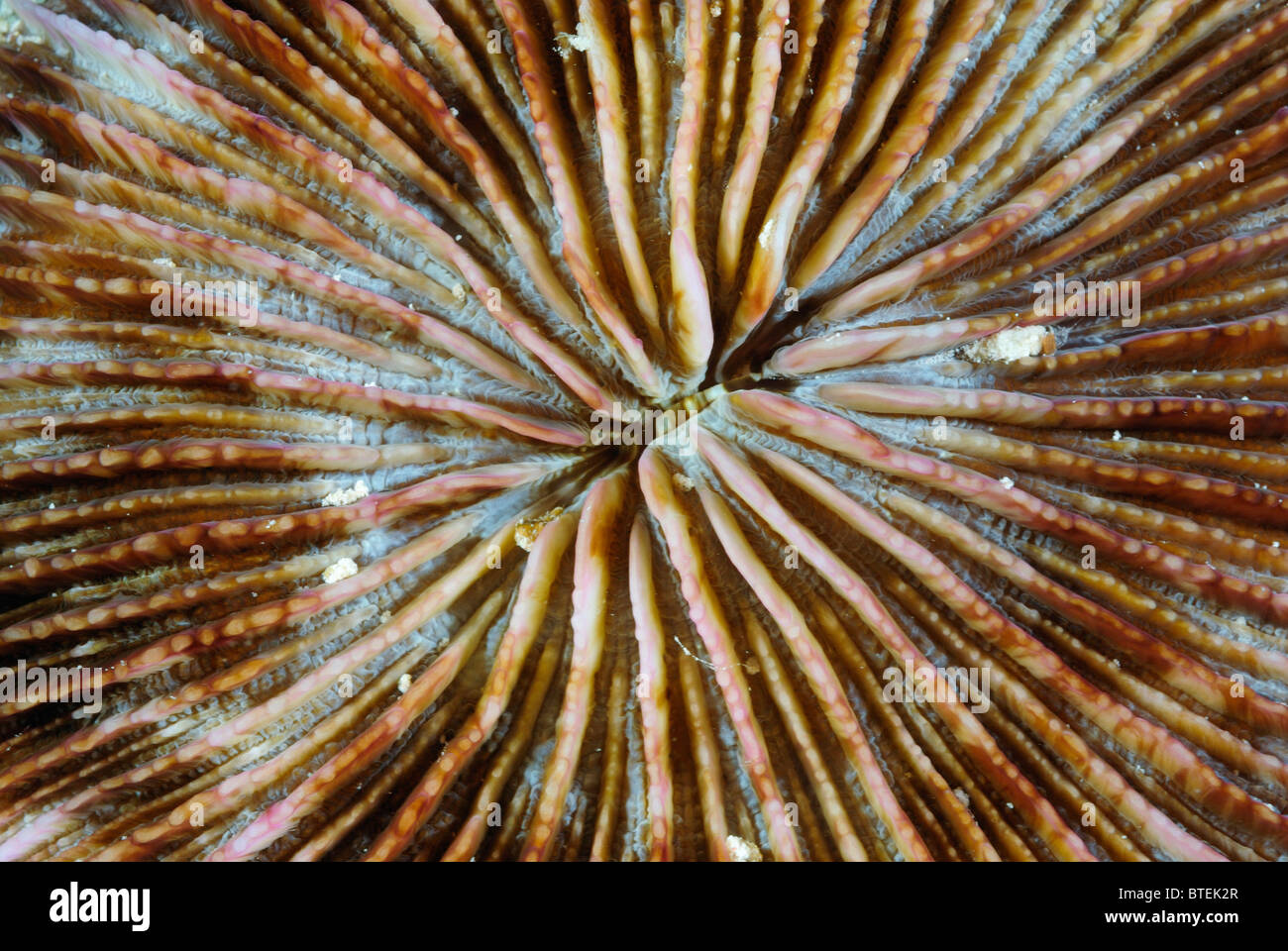 Fungia coral hi-res stock photography and images - Alamy