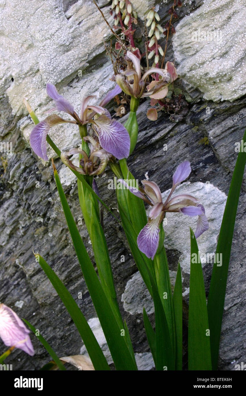 Stinking iris (Iris foetidissima : Iridaceae), UK Stock Photo - Alamy