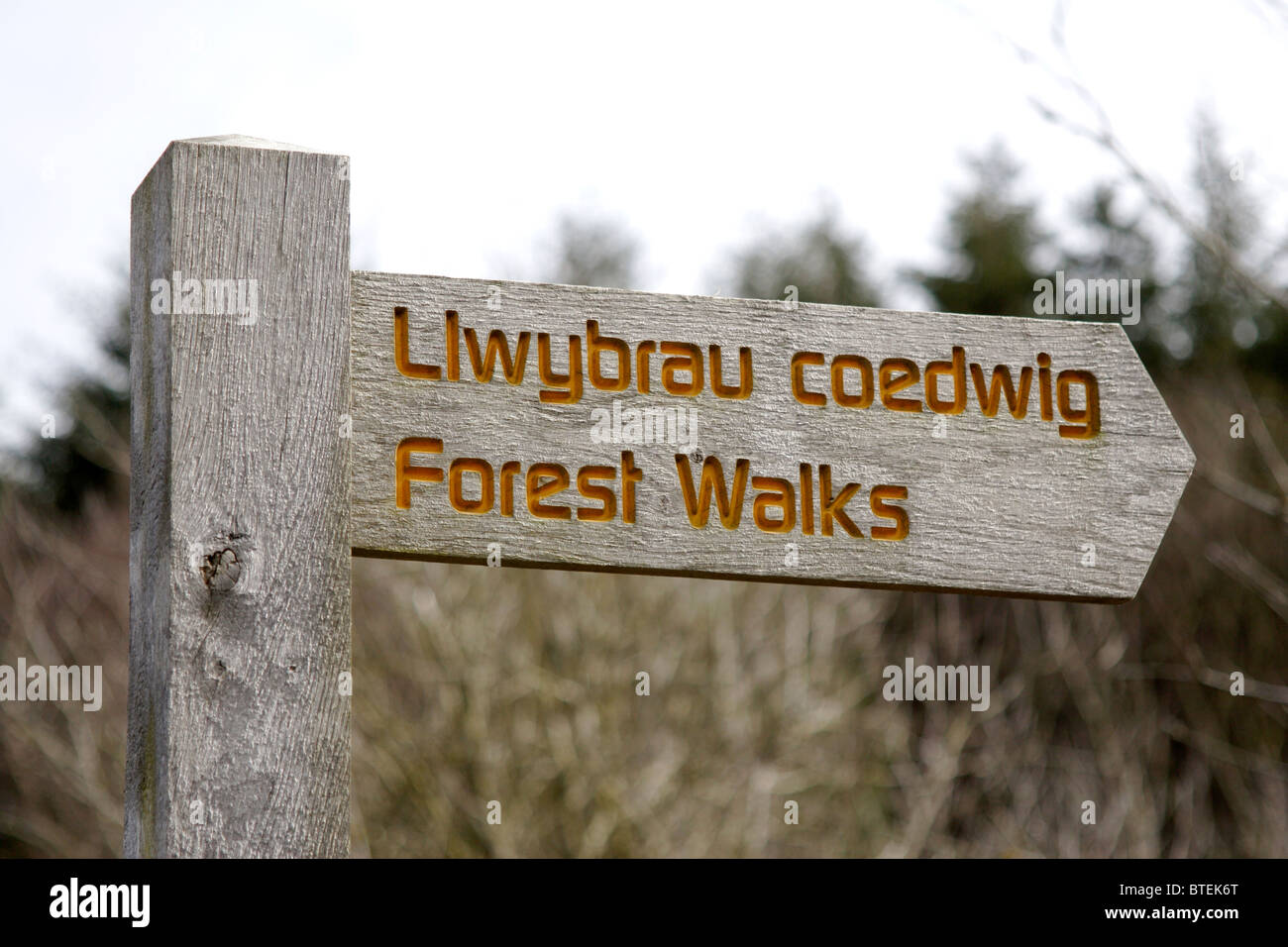 Wooden sign for Forest Walks Llwybrau coedwig , Wales UK Stock Photo ...