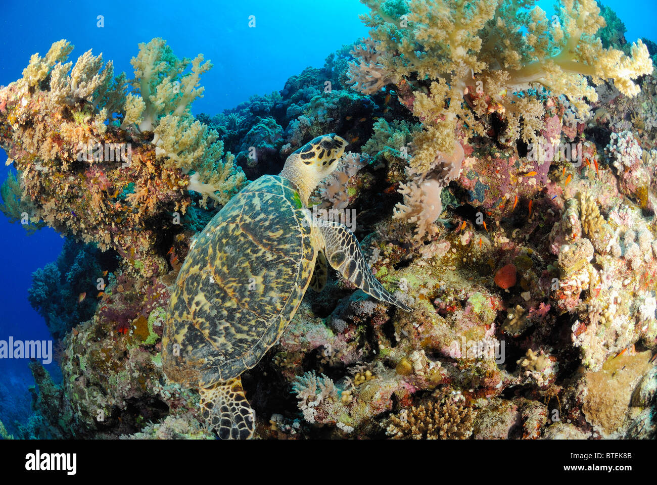 Measuring sea turtle hi-res stock photography and images - Alamy