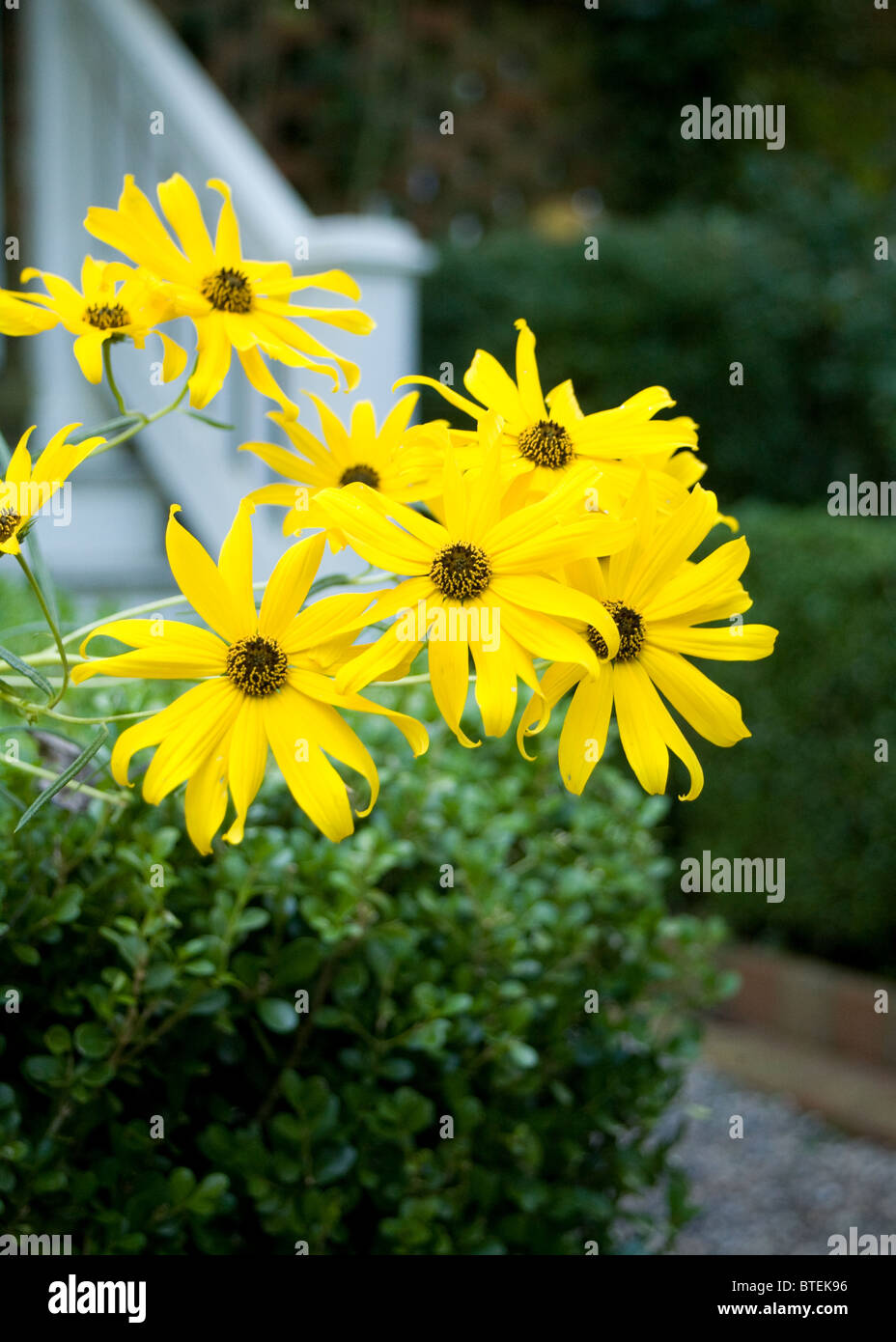 Black eyed susan flowers blooming in the garden Stock Photo - Alamy