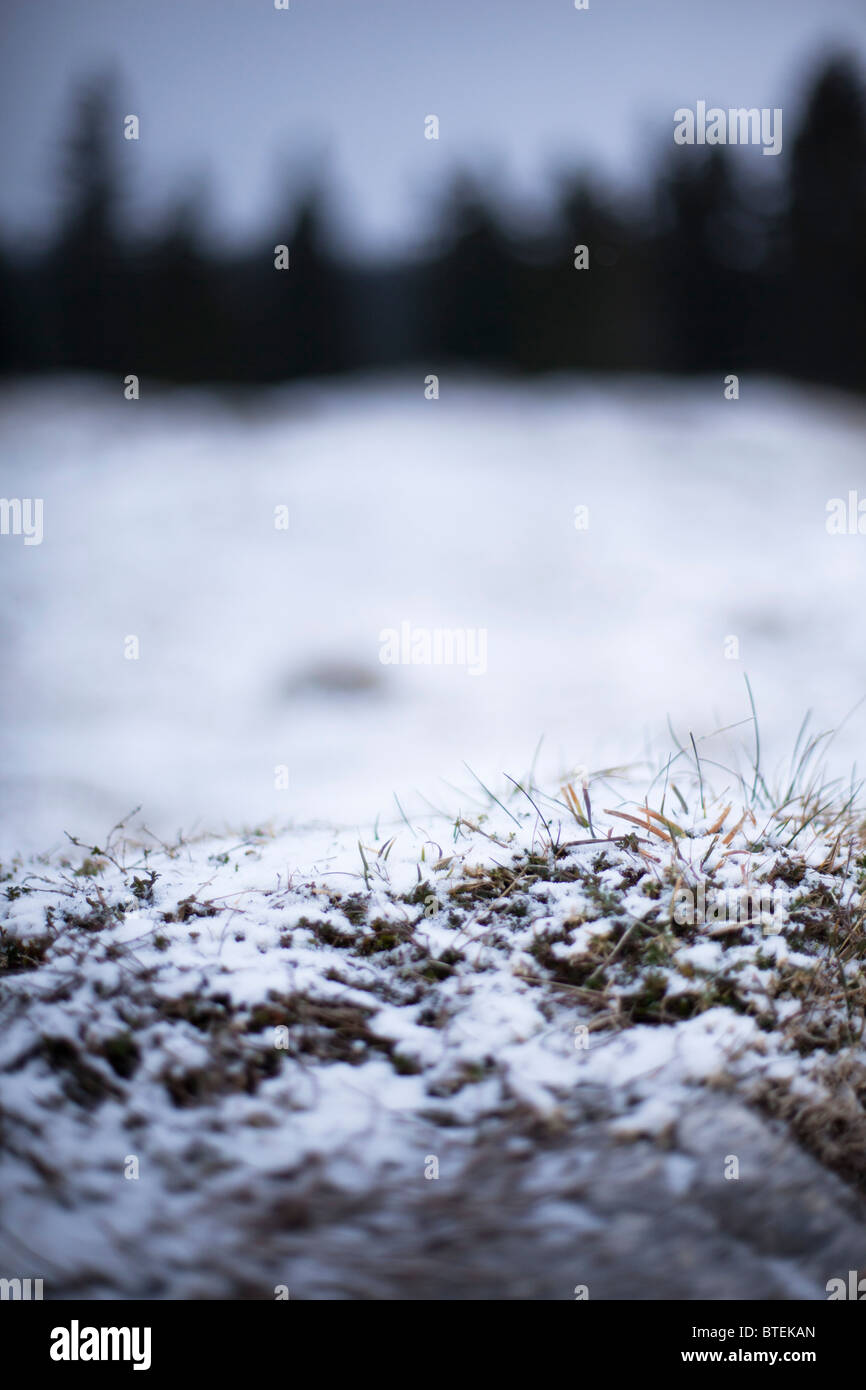 Snow up in tress hi-res stock photography and images - Alamy